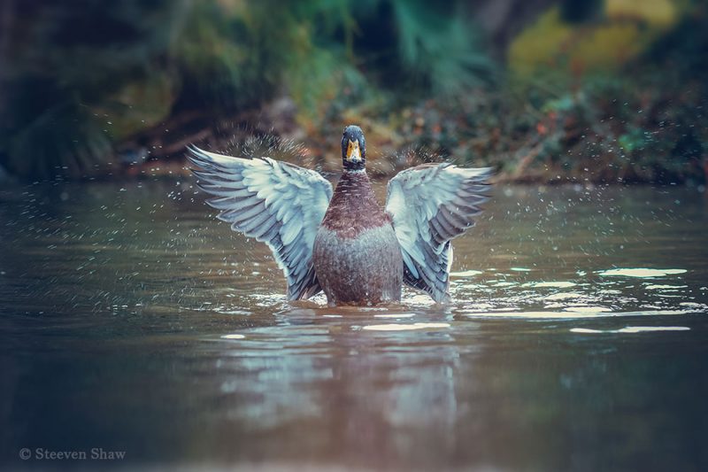 Steeven Shaw - Fine Art Photographer | Artist | Web Dev/Security