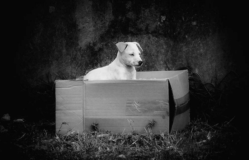 Animal Photography - Steeven Shaw | Fine Art Photographer | Artist