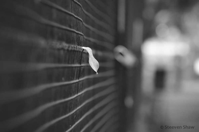 Steeven Shaw - Fine Art Photographer | Artist | Web Dev/Security