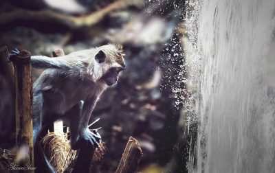 Animal Photography - Steeven Shaw | Fine Art Photographer | Artist