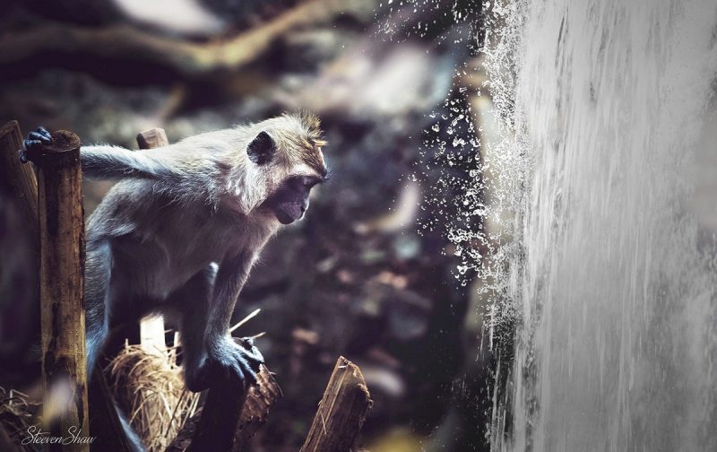 Animal Photography - Steeven Shaw | Fine Art Photographer | Artist